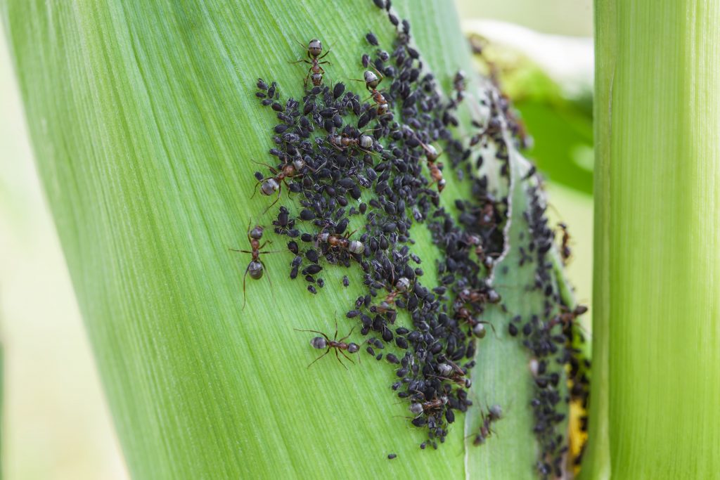 A GLIMPSE INTO THE LIFE OF PEA APHIDS – Pest Control Plus