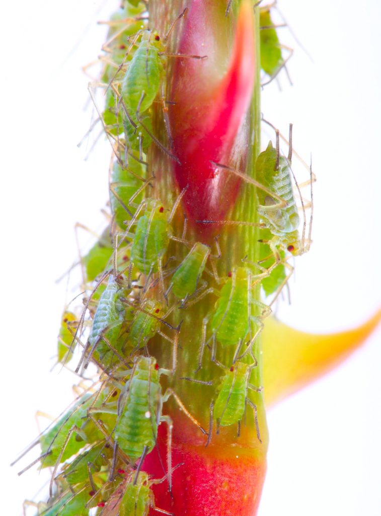 A GLIMPSE INTO THE LIFE OF PEA APHIDS – Pest Control Plus