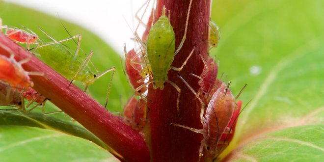 A GLIMPSE INTO THE LIFE OF PEA APHIDS – Pest Control Plus